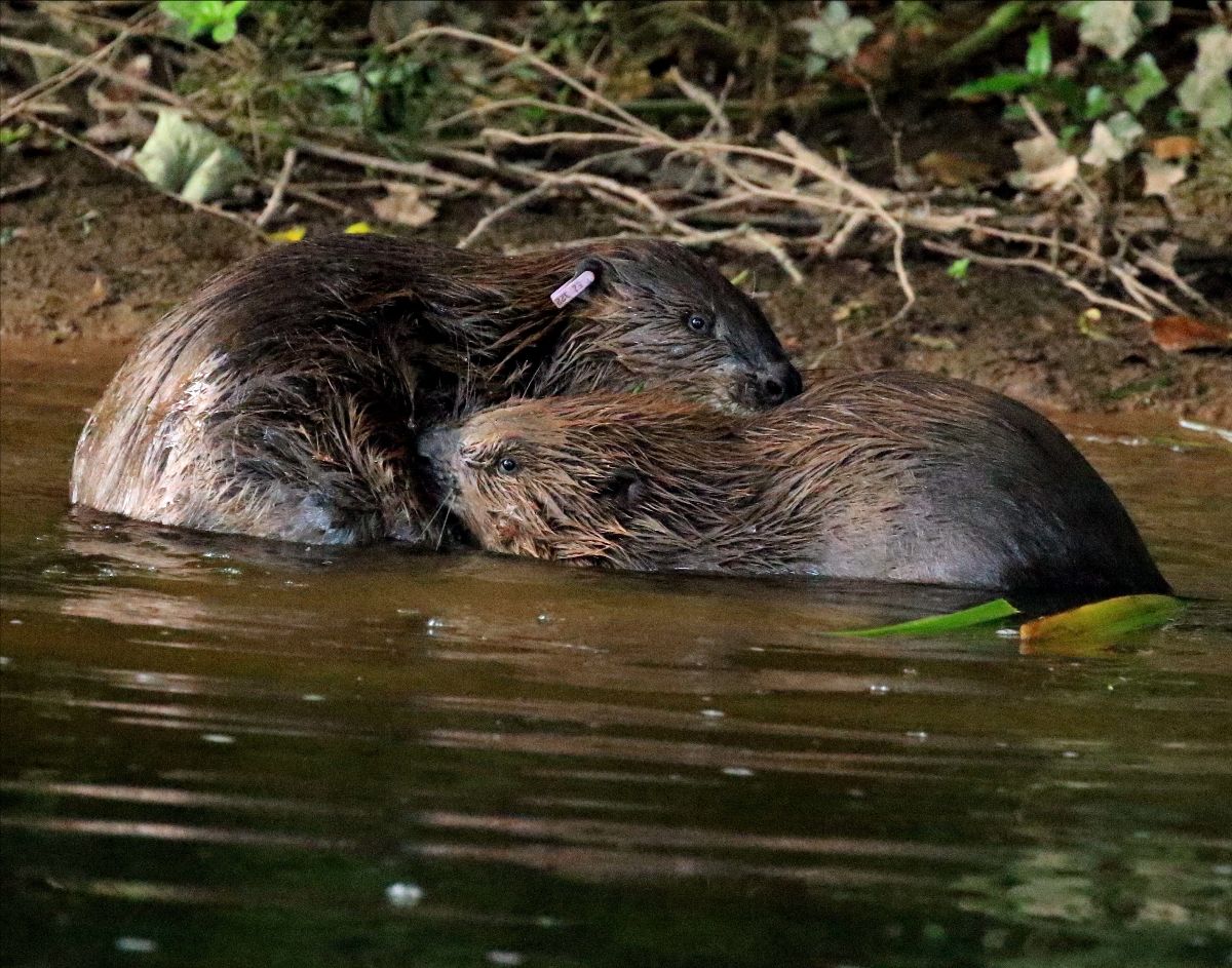 Beavers win legal protection: further debate – Vision Group for Sidmouth